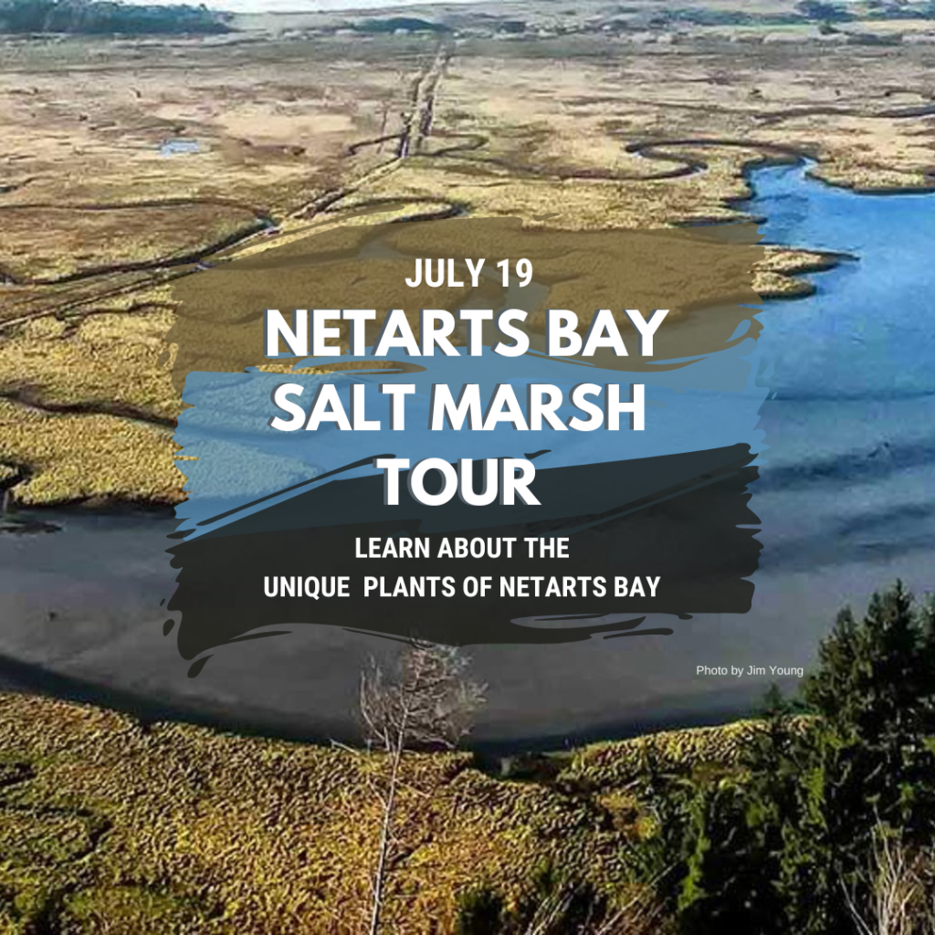 Salt Marsh Walk – Manzanita Oregon Visitor Center