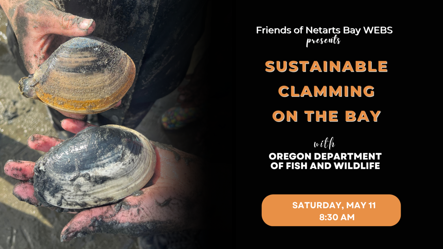 SUSTAINABLE CLAMMING ON THE BAY – Manzanita Oregon Visitor Center