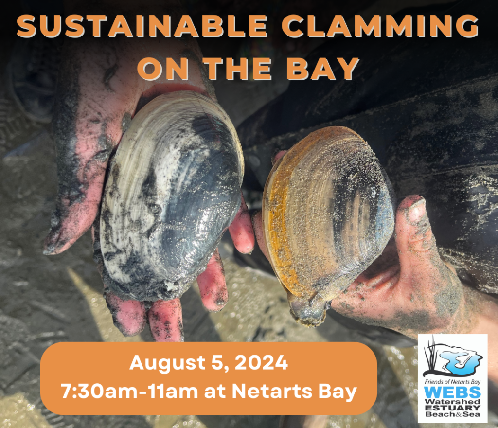 Sustainable Clamming on Netarts Bay – Manzanita Oregon Visitor Center